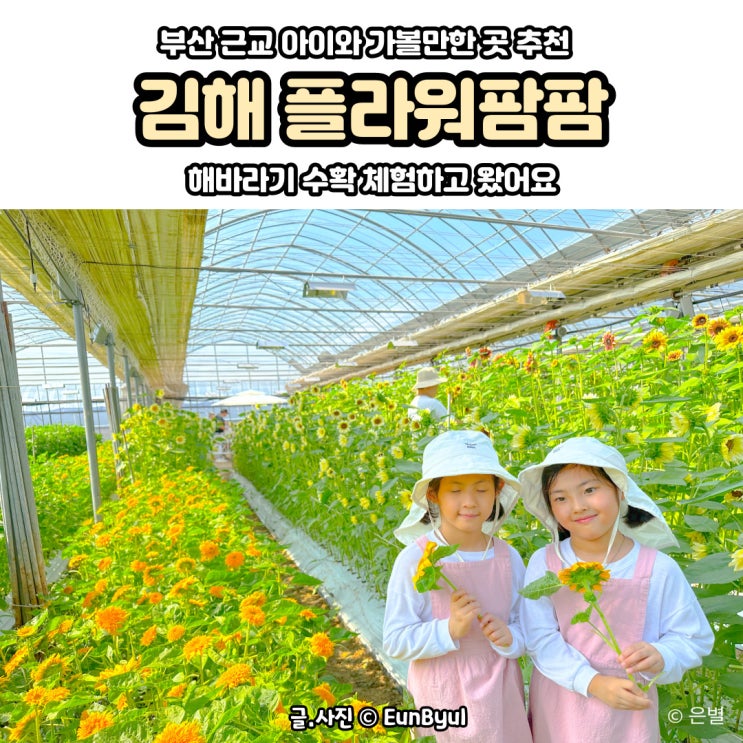 부산 근교 아이랑 가볼만한 곳 추천 김해 플라워팜팜 해바라기 수확 체험하기 네이버 블로그