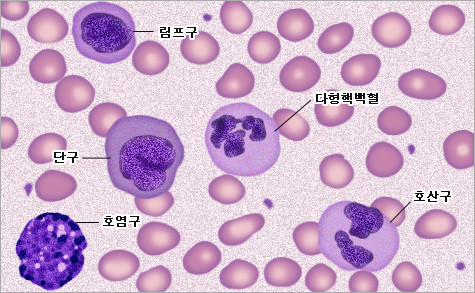 CBC Diff 5종 / RBC, WBC, PLT, Lympo, Neutrophil, Seg, Mono, Eosinophil ...