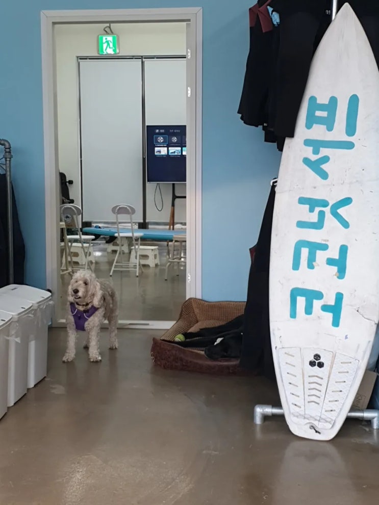 제주중문 입문자 서핑 강습 6번 받아본 중에 이론 설명이 최고 좋았던 코코넛서프 서핑후기 왕초보에게 강추 네이버 블로그