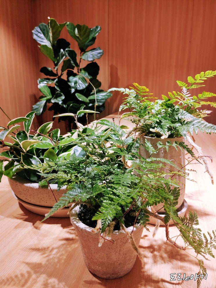 부산 현대백화점 CAFE H 새롭게 단장 3F 층에서 7F으로 이동 : 네이버 블로그