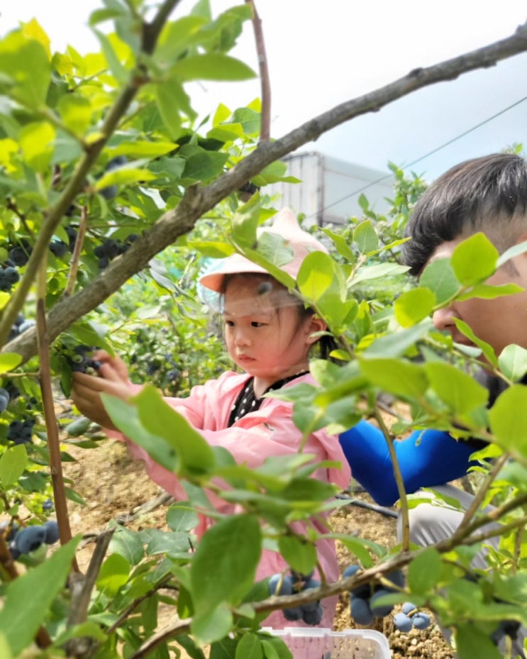 서울근교 아이랑 체험농장 고양시 무농약 블루베리체험 마음껏 맛보고 한통 가득 채우기 네이버 블로그