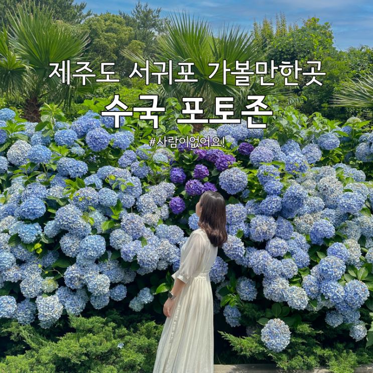 제주 서귀포 가볼만한 곳 제주도 여행에 필수코스 수국사진을 인생사진을 남길 수 있는 포토존 제주여행 필수 네이버 블로그
