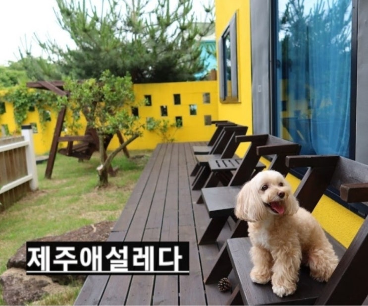 제주도 여행의 찐~에어비앤비로 예약한 애견동반 숙소 제주애설레다제주 강아지동반제주독채펜션 네이버 블로그