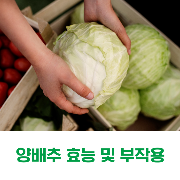 양배추 효능 및 부작용 생양배추와 삶은 양배추 비교 양배추즙 효과 및 먹는방법 네이버 블로그