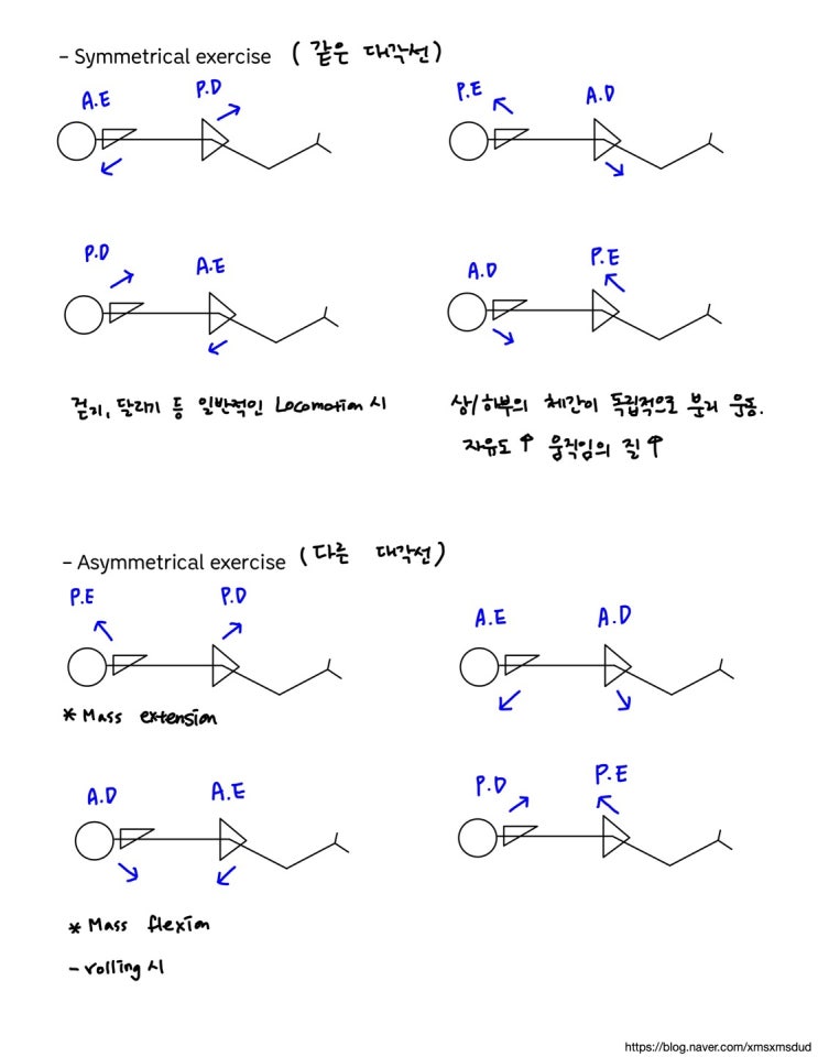 [교육 후기] PNF | Scapular & Pelvic patterns | Basic & Level 1,2 교육 내용 요약 ...