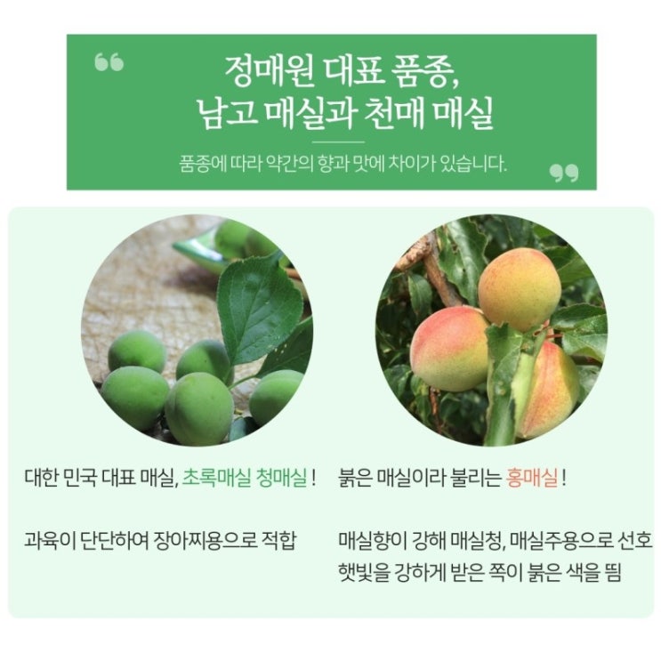 매실수확시기 안내 청매실 수확시기 홍매실 수확시기 남고매실 수확시기 황매실 수확시기가 달라요~~청매실 홍매실 황매실 차이