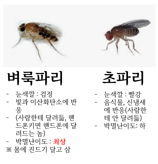 벼룩파리 박멸까지 벼룩파리 잡으려고 구매한 리스트들포충기 데카메트린 살충제 네이버 블로그