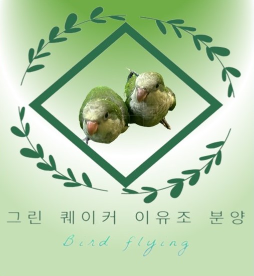 그린 퀘이커 앵무새 이유조 분양 퀘이커 앵무새 분양 퀘이커 분양 서울 구리 의정부 서울 노원 앵무새 카페 네이버 블로그