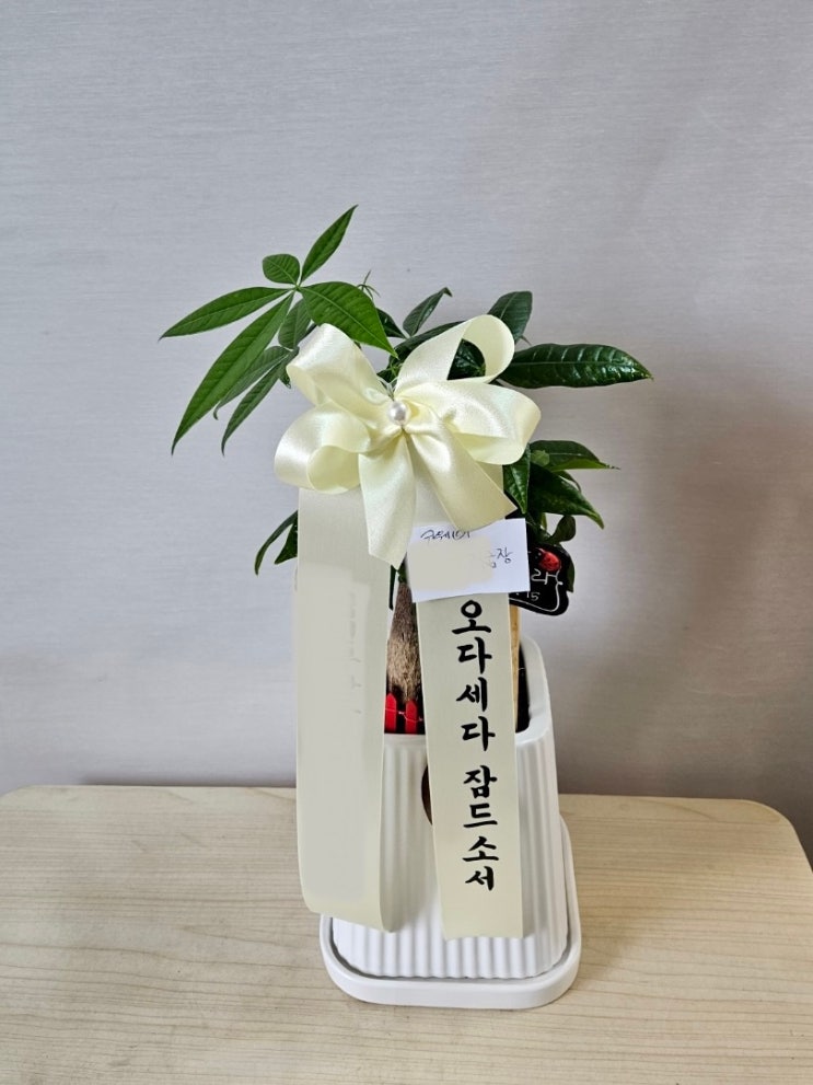 부산꽃집 부산꽃집추천 부산남구꽃집 부산인사이동 부산축하화분 영전화분 취임화분 문현동꽃집 초야플라워 네이버 블로그