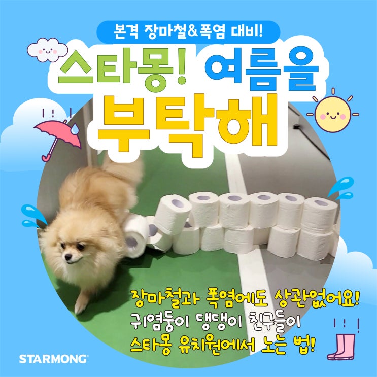 청담강아지 유치원 스타몽 유치원 장마철에도 폭염에도 괜찮아요 넓고 시원한 실내운동장에서 시원하게 에너지 발산 하며