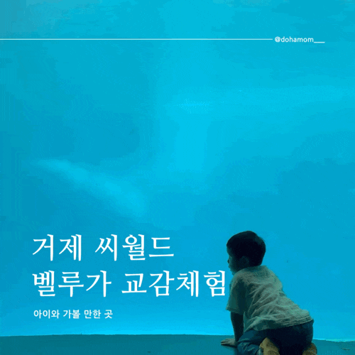 거제 씨월드 아쿠아리움 벨루가 교감체험 및 할인 후기 네이버 블로그