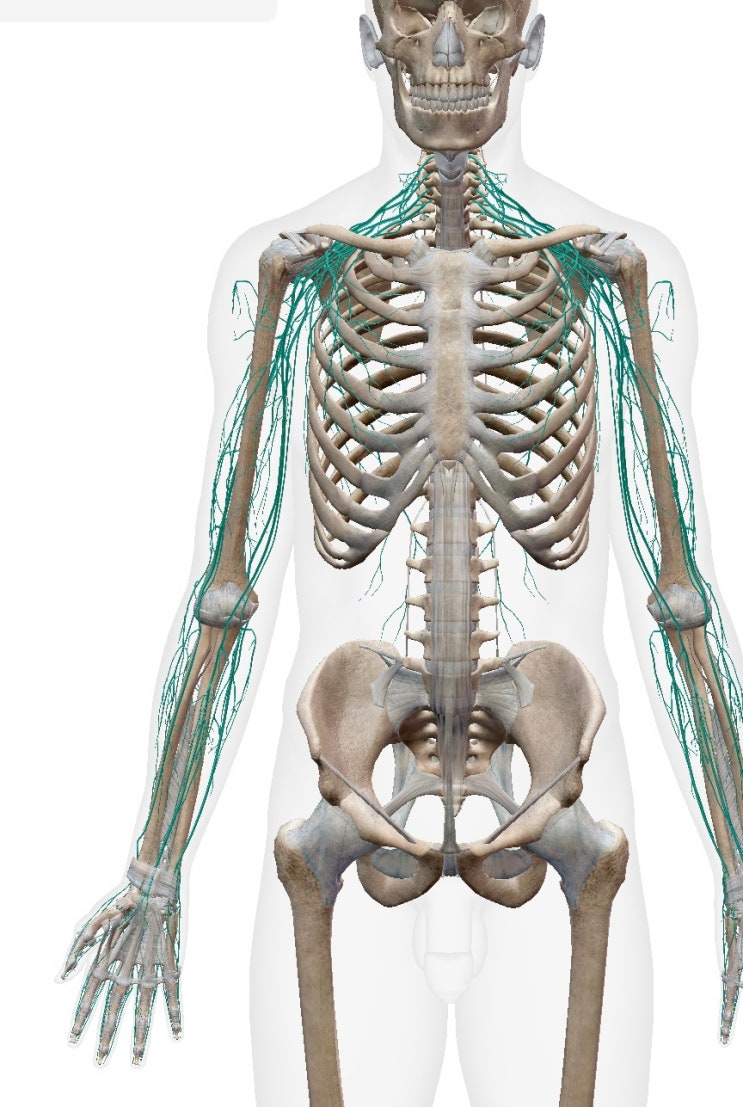 [건강운동관리사] 가슴문증후군 (Thoracic Outlet Syndrome, TOS) 스페셜 테스트 모음 Special ...