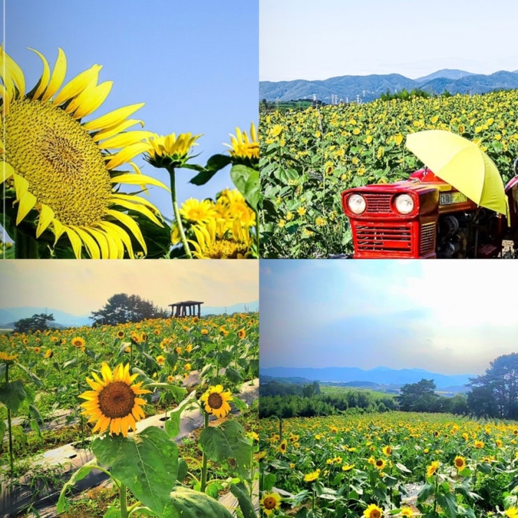 함안 강주 해바라기 축제 기본정보 강주해바라기마을 함안 가볼만한곳 네이버 블로그