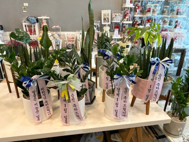 포항 양덕꽃집 그레이스가든 시외버스터미널 해도동 상도동 우현동 양학동 대형다발 연주회 승진 영전 화분 네이버 블로그