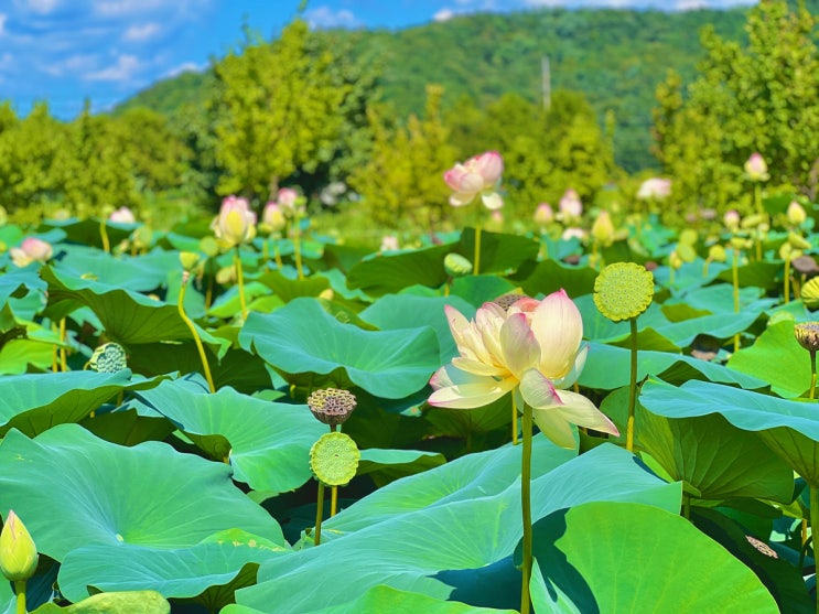 양평 두물머리 세미원 연꽃축제 문화제 경기도 드라이브 코스 가볼만한곳 : 네이버 블로그