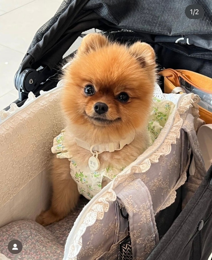 경기안성 강아지랑 스타필드 애견동반 가볼만한 곳 놀거리 데이트 스타벅스 신메뉴 네이버 블로그