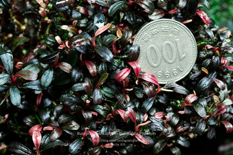 #170 Bucephalandra.sp Mini Red Middle Phantom : 네이버 블로그