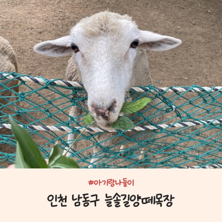 인천 남동구 늘솔길양떼목장 양 먹이주기 숲놀이터 네이버 블로그