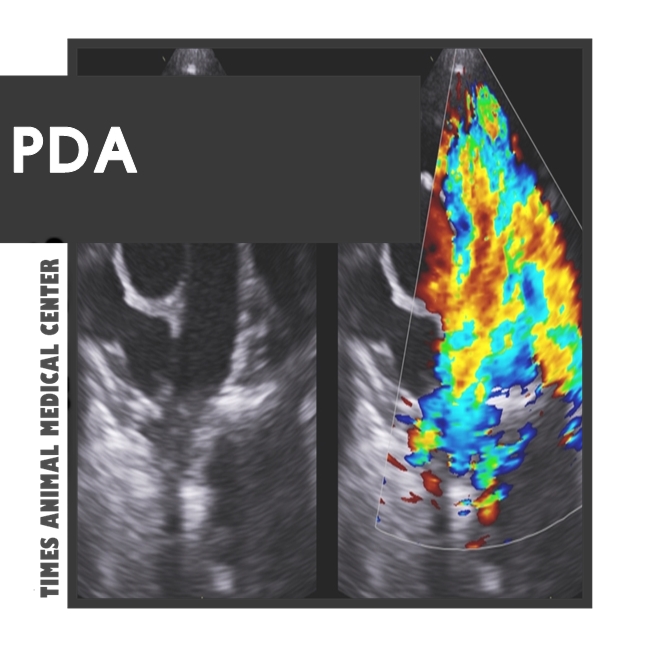 선천적 심장 기형 강아지 PDA - 수원동물병원 : 네이버 블로그