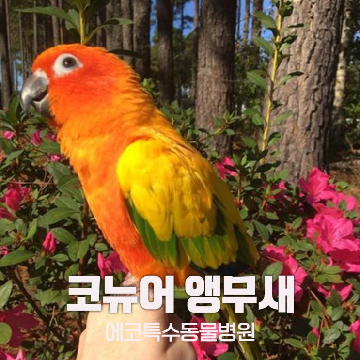 앵무새 키우기 코뉴어 앵무새 수명 지능 특징 네이버 블로그