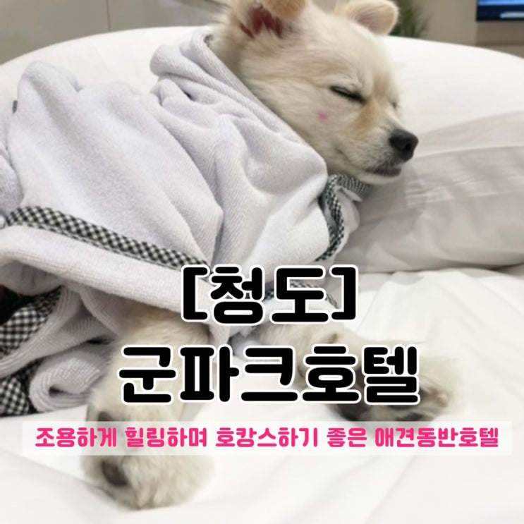 청도 경북 애견 동반 호텔 군파크호텔 다녀왔어요 강아지 호캉스 장소 추천 어메니티 시설 주차 후기 정보