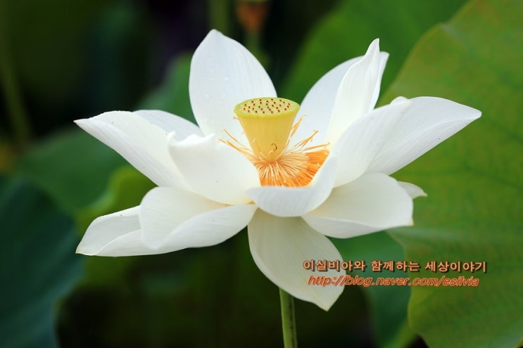 서울근교 드라이브 코스 경기도 시흥 가볼만한곳 연꽃 피는 시기 관곡지 연꽃테마파크 꽃구경 나들이 네이버 블로그