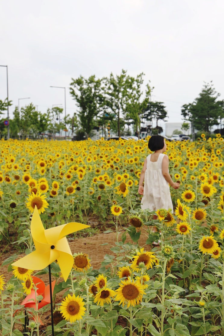 세종시 가볼만한곳 해바라기 명소 금강수변공원 대전 근교 드라이브 주말 나들이 꽃구경 네이버 블로그