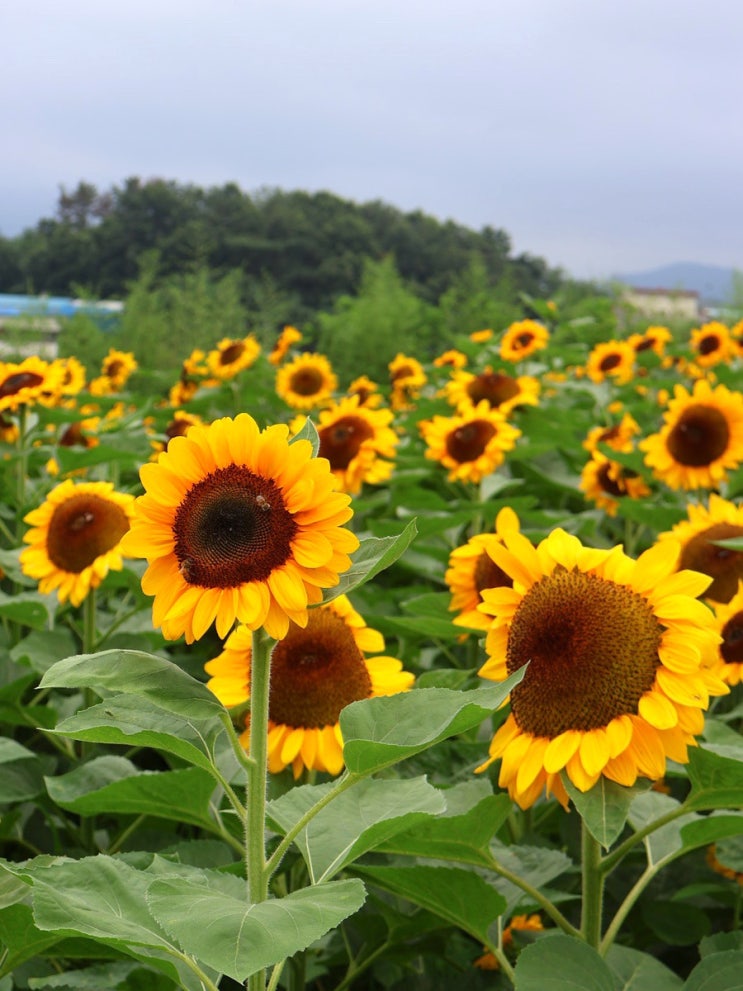 함안 해바라기축제 강주 해바라기 마을 7월 9일 방문 네이버 블로그