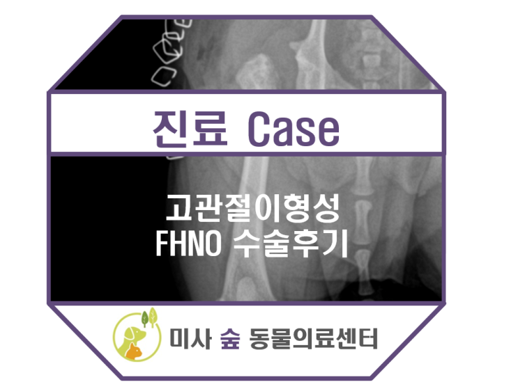 고관절 이형성, FHNO 수술후기 [외과 전문 미사숲동물의료센터 / 미사신도시 동물병원] : 네이버 블로그