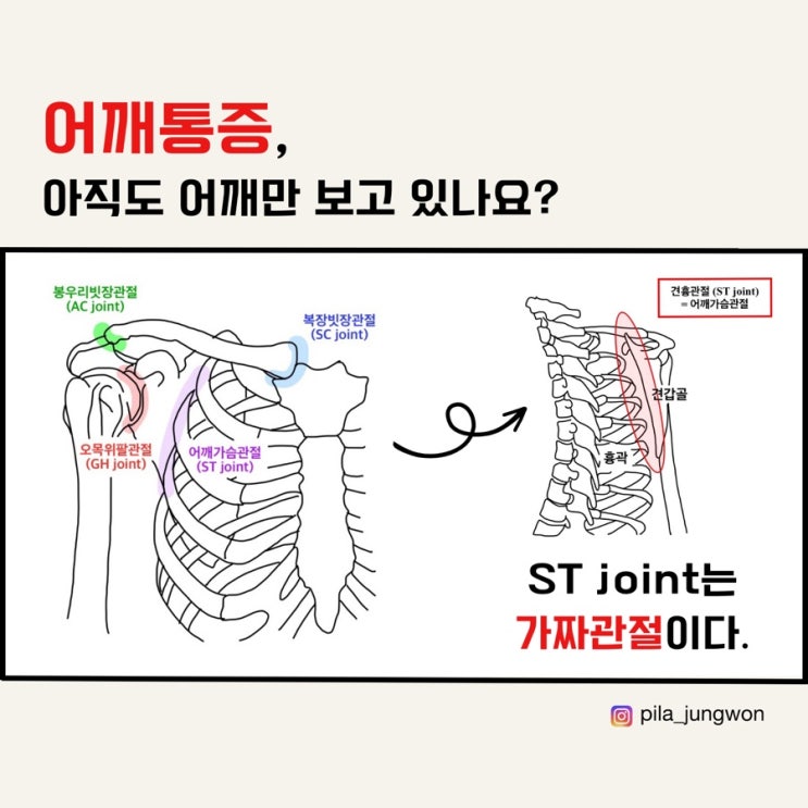 어깨 복합체, ST joint - 흉추와 날개뼈의 관계 : 네이버 블로그