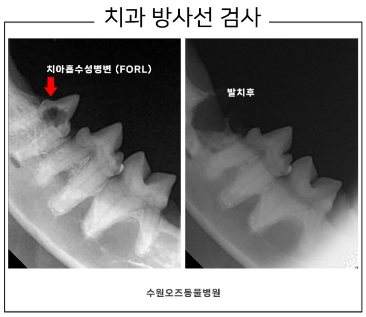 고양이가 입을 아파해요 치통 원인 수원 화성 치아흡수성병변 FORL : 네이버 블로그