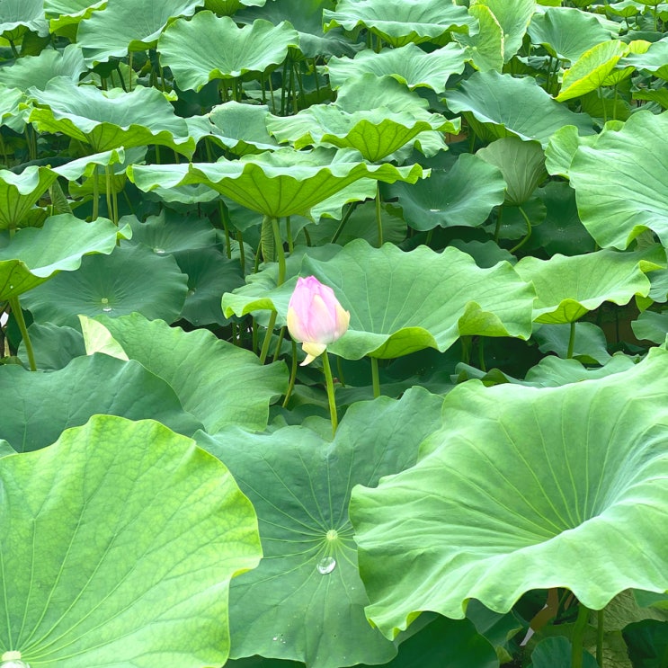 경기도 광주 드라이브 나들이 퇴촌 가볼만한곳 연꽃 볼거리 경안천습지생태공원 네이버 블로그