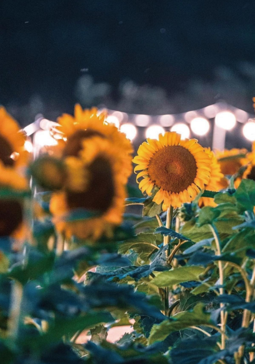 해바라기꽃밭 볼 수 있는곳 명소 모음 경주 바실라 태백축제 안성팜랜드 네이버 블로그