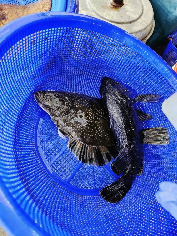 강원도 양양 횟집 자연산회 맛집 후진활어센터 포장 가능양양 비치마켓 구경불꽃쇼 일정 네이버 블로그