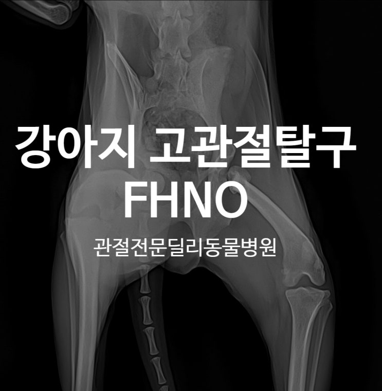 강아지 고관절 탈구 수술,FHNO : 네이버 블로그
