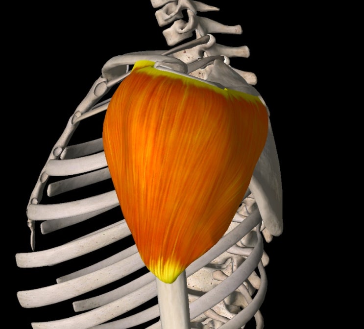 근육 해부학 - 삼각근(어깨세모근 / Deltoid) / 전면,측면,후면 삼각근(전부,중부,후부 어깨세모근 / Anterior ...