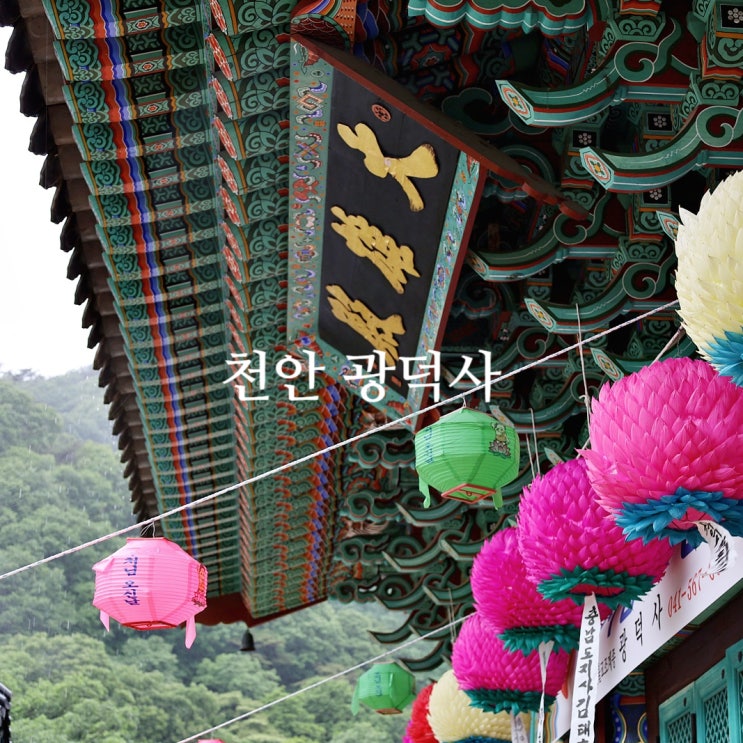 천안여행 천안절 광덕사 우리나라 첫 호두나무 네이버 블로그