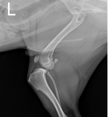전십자인대질환과 함께 Pivot-shift phenomenon이 나타난 환자에서 TPLO와 extracapsular suture ...