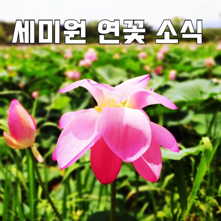 세미원 연꽃개화 상황(7.10일) 꽃구경 준비물 : 네이버 블로그
