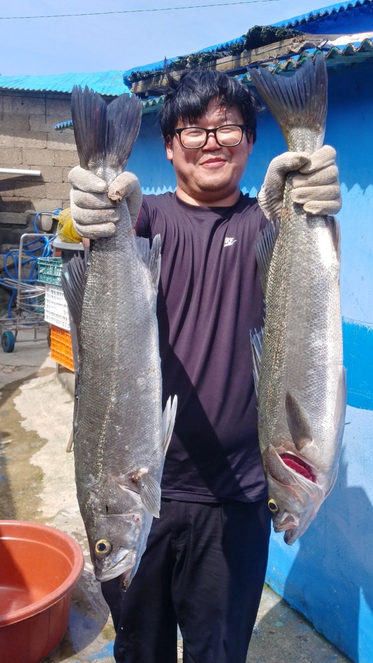 만재도 농어 : 네이버 블로그