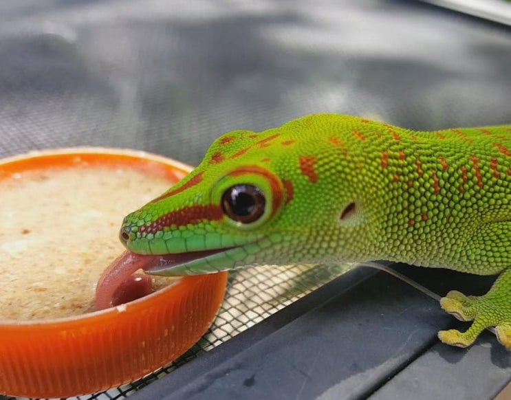 형형색색의 데이 게코를 키워보자! 데이게코 사육정보 : 네이버 블로그