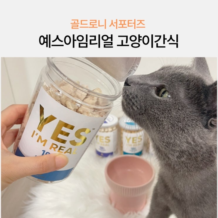 골드로니 공식 서포터즈 강아지 고양이 동결건조간식 예스아임리얼 급여 후기 네이버 블로그