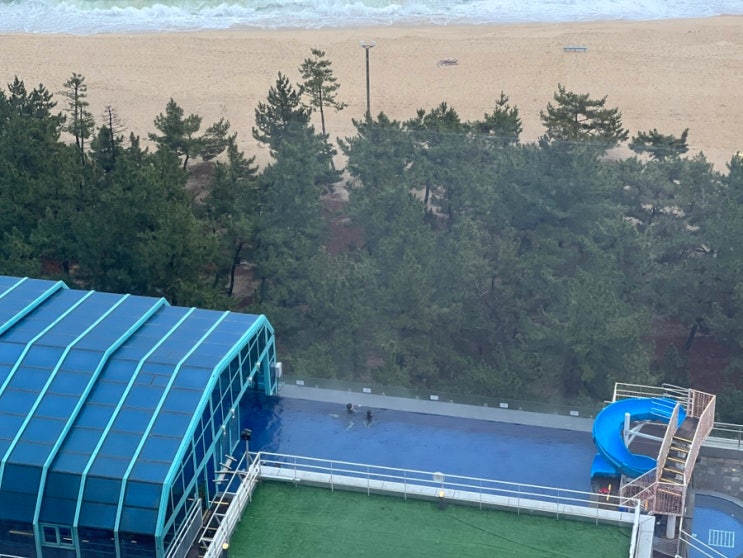 세인트존스호텔 수영장 강아지 이용 시설 주변 강문해변 산책 네이버 블로그
