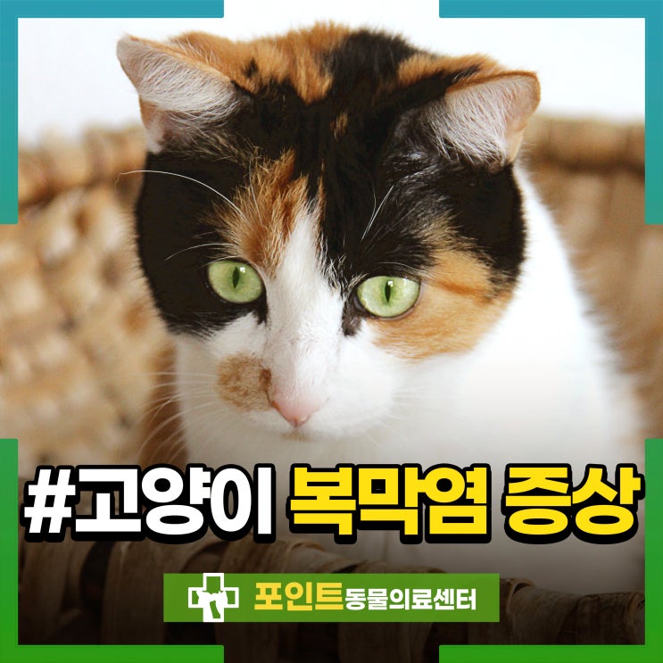 고양이 복막염 증상 확인하고 복막염 원인 치료 방법까지 알려드려요 네이버 블로그