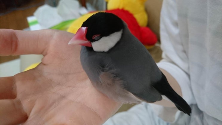 [5ch VIP] 그거 알아? 문조 귀엽다? : 네이버 블로그