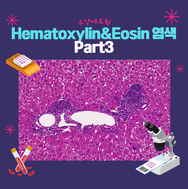Hematoxylin&Eosin Staining (H&E 염색) - Part3. 실험과정(Protocol) : 네이버 블로그
