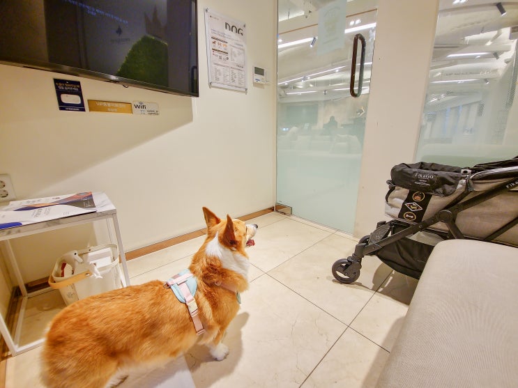 3년동안 증상 본 뒤 강아지 쿠싱증후군 LDDST 검사 후기 : 네이버 블로그