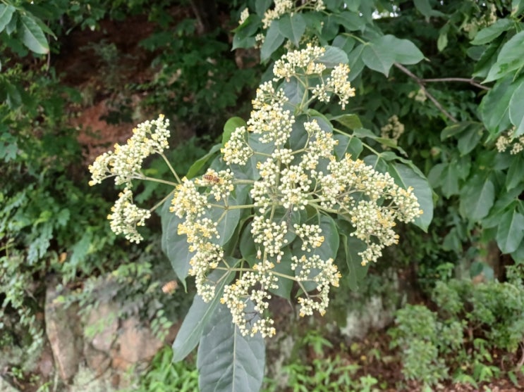 신중,진중,번식! 쉬나무 꽃 : 네이버 블로그