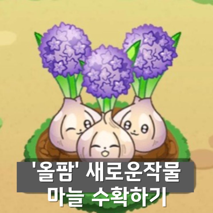 올팜 쌀 수확완료 새로운 작물 마늘 수확시작 쌀 배송후기 네이버 블로그