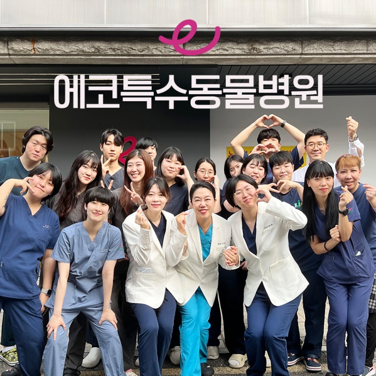 9g부터 80kg 동물 20,690케이스 진단부터 완치까지 에코특수동물병원 : 네이버 블로그